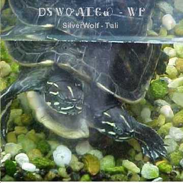 OurStage | Wado (Thank You in Cherokee) by SilverWolf